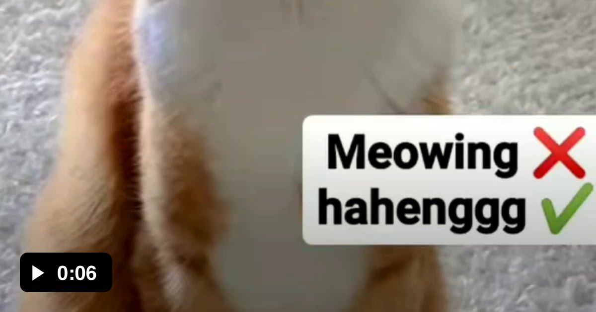 Meow - 9GAG