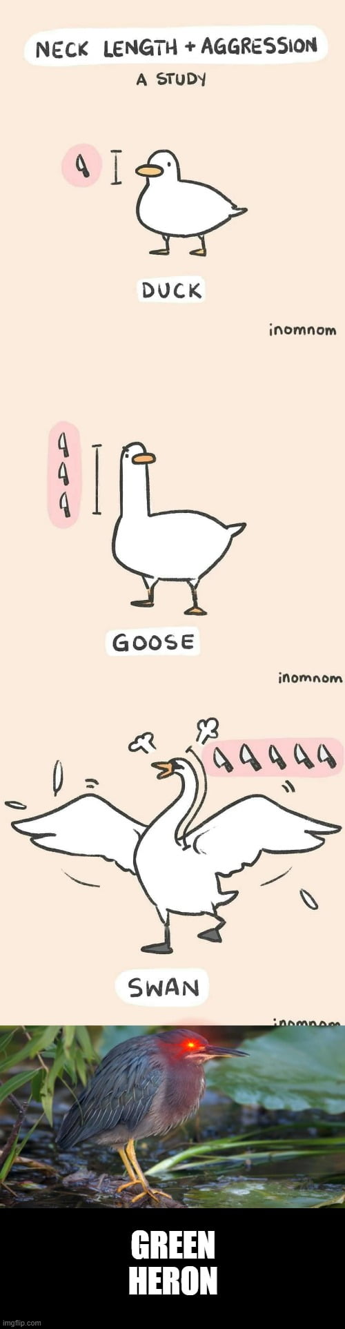 Green Heron's neck - 9GAG