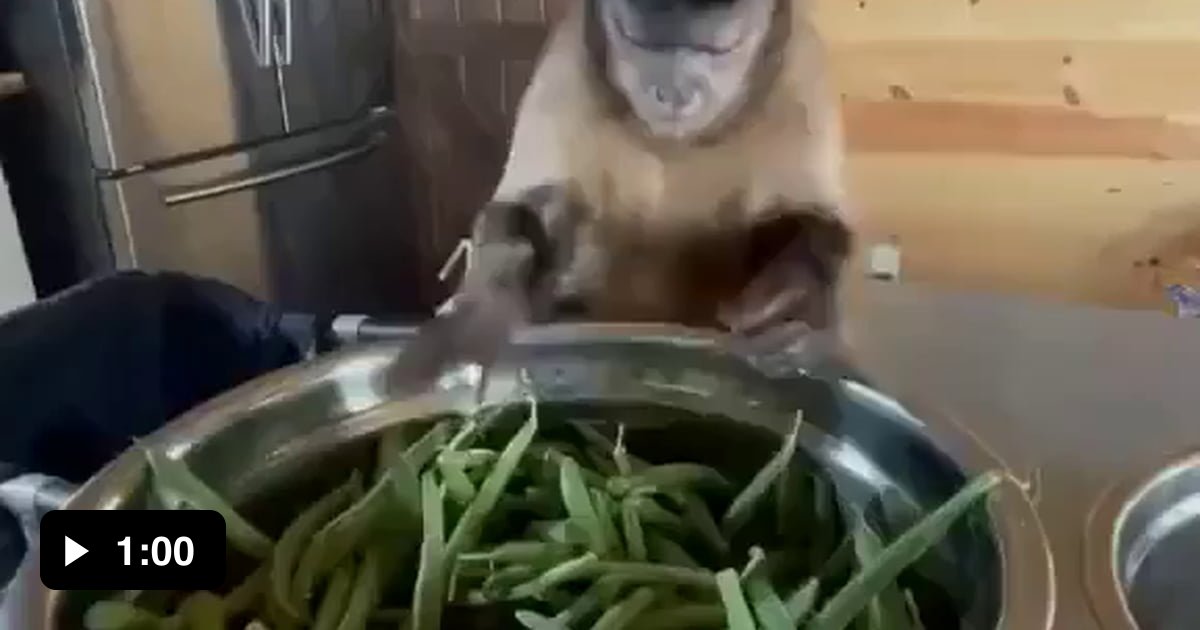 Why does this little monkey make angry faces everytime he breaks a string bean though? - 9GAG