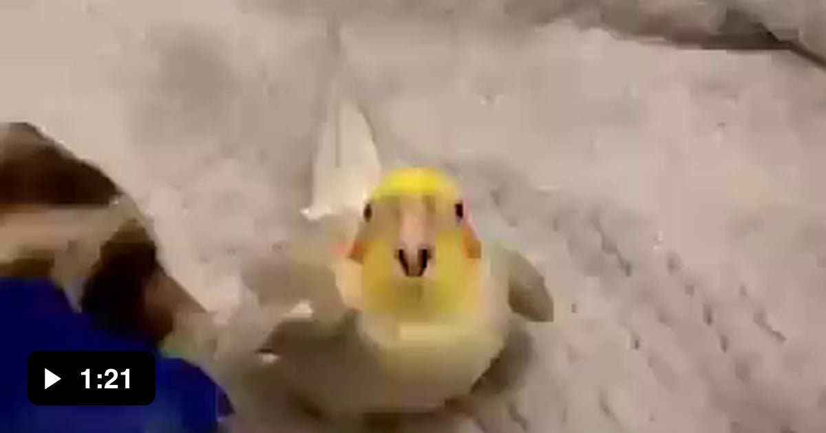 Beatboxer bird - 9GAG