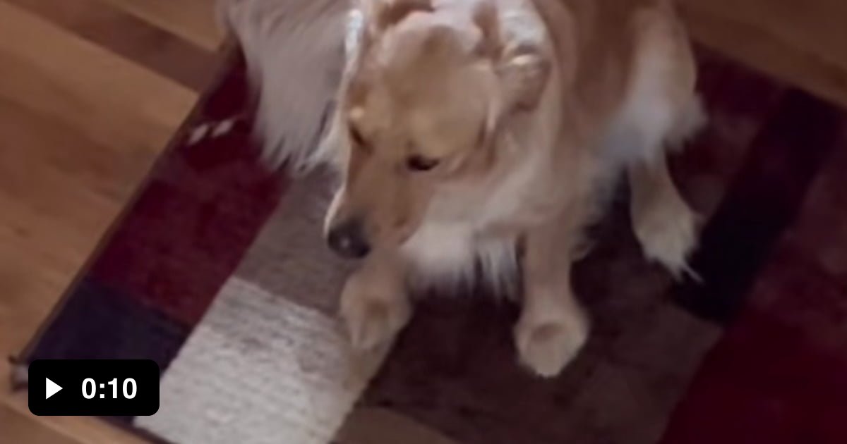 Awooo. Oh wait. - 9GAG