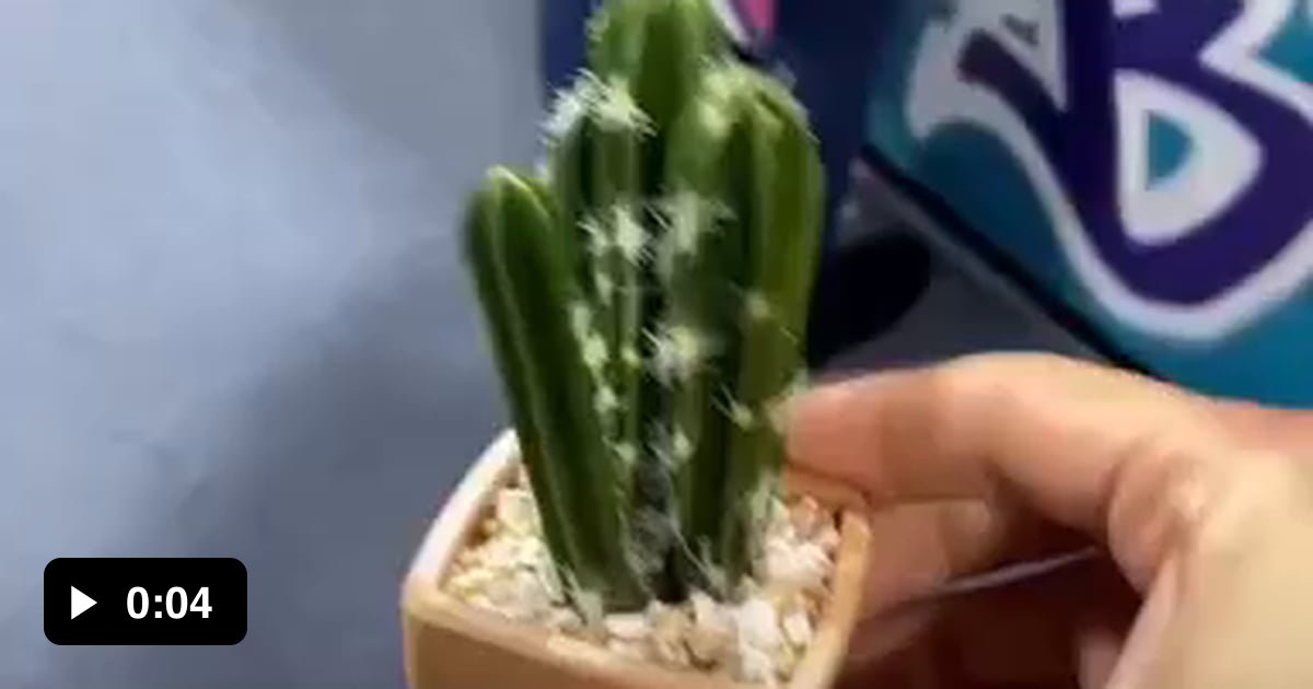 How about a cactus? - 9GAG