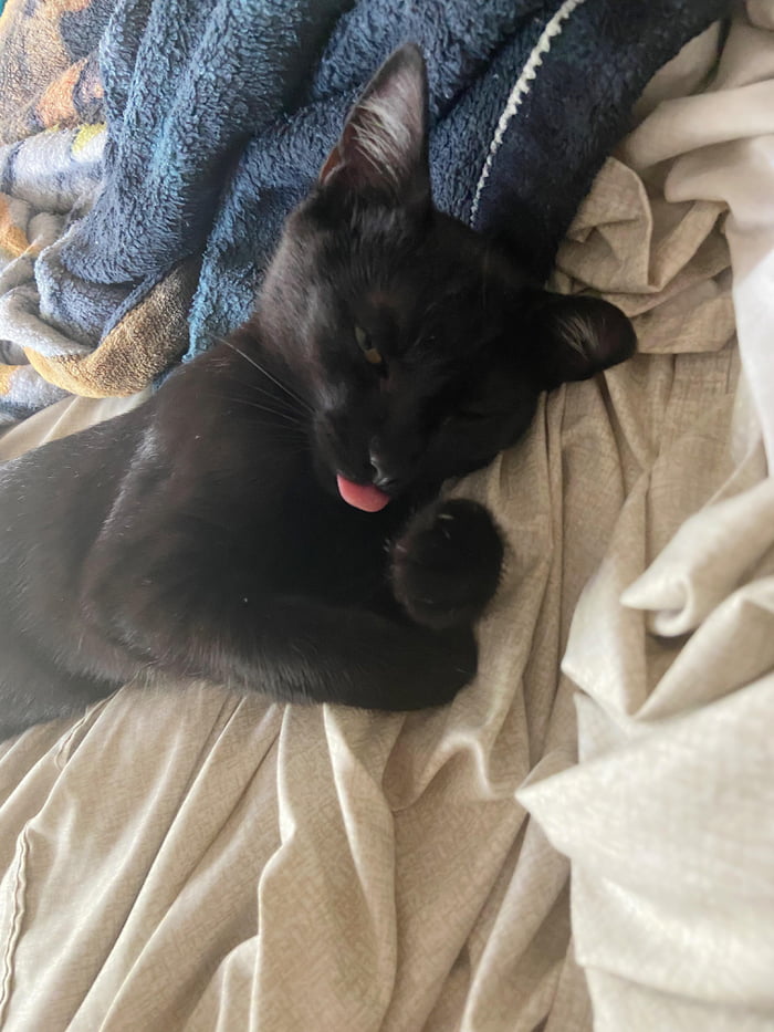 Sir…..how much catnip have you had? - 9GAG