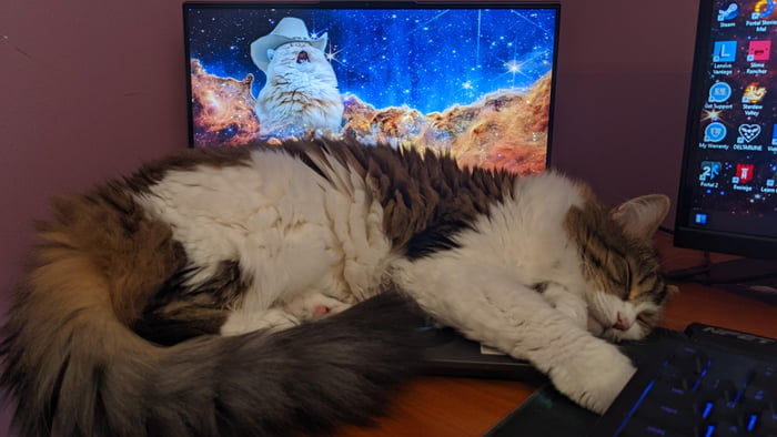 She has dreams of playing PC games, but unfortunately lacks thumbs - 9GAG