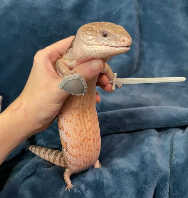 Luzard the knight of lizard castle - 9GAG