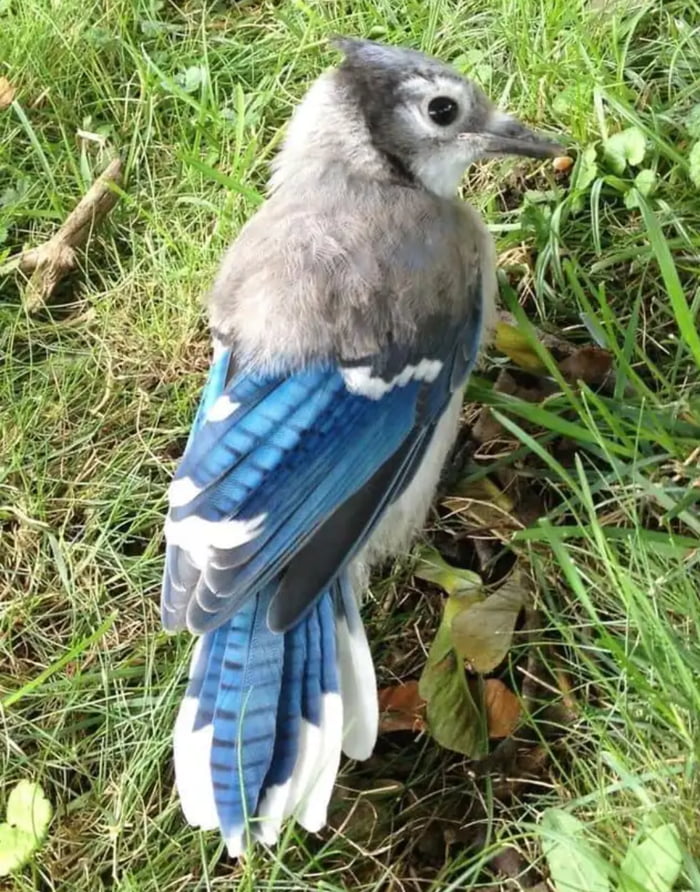 This is an adolescent blue Jay that is only half way through puberty ...