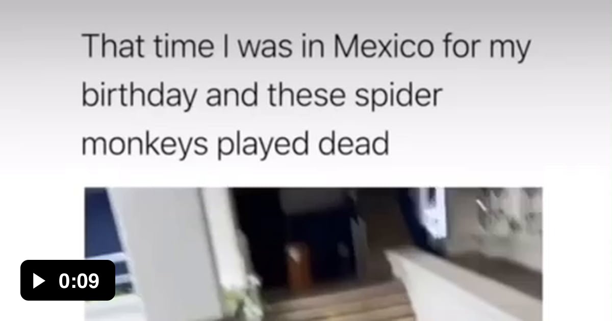 Spider monkeys play dead - 9GAG