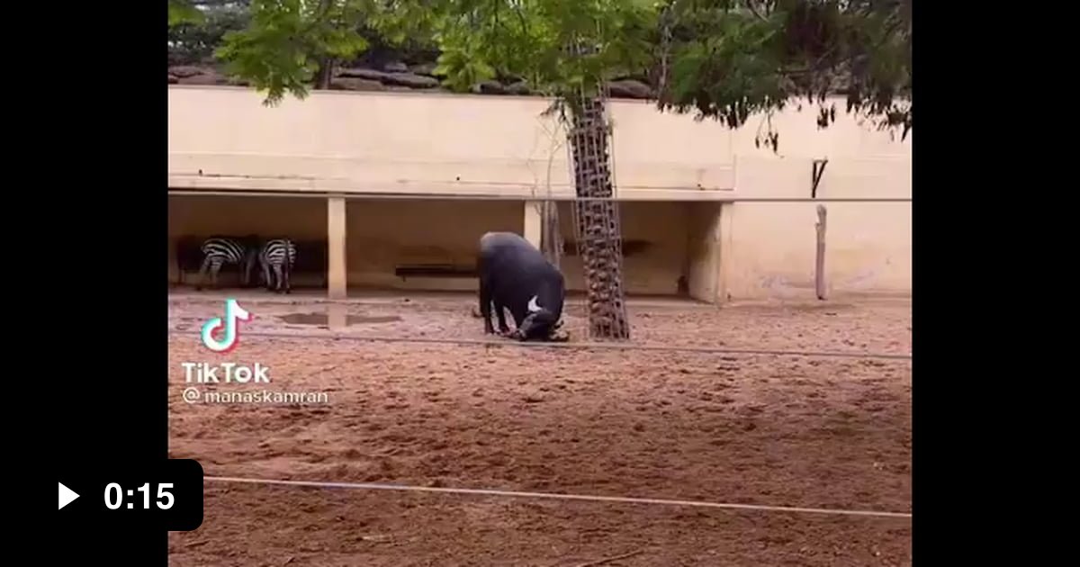 Buffalo flipping over a turtle - 9GAG