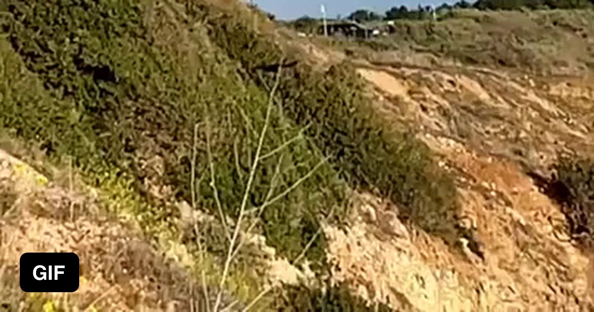 It is thought that Ravens mate for life. This pair displays ...