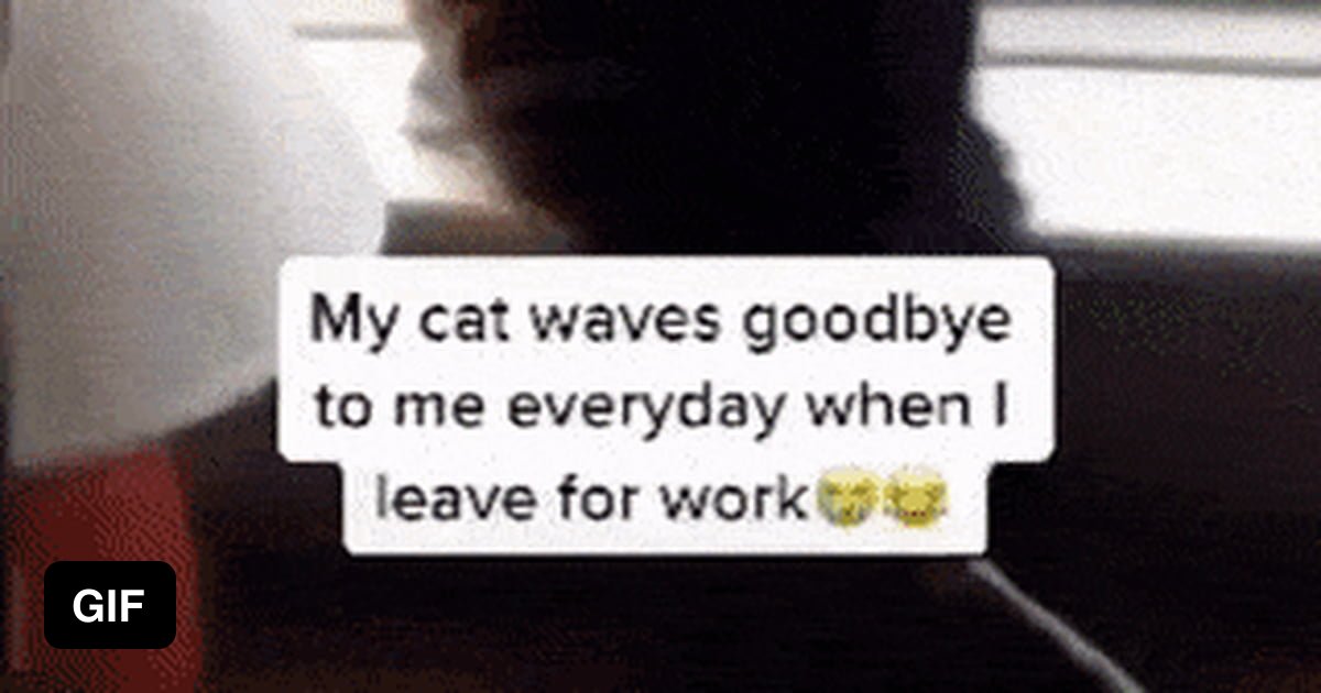Why Cats Are The Best Pet You Can Have 9GAG Why Cats Are The Best Pet You Can Have 9GAG
