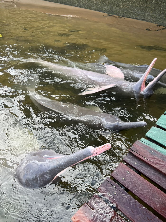 This is a "Boto". Like a freshwater dolphin. There is a myth in the ...