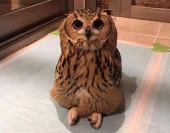 Apparently Owls can sit crossed legs - 9GAG