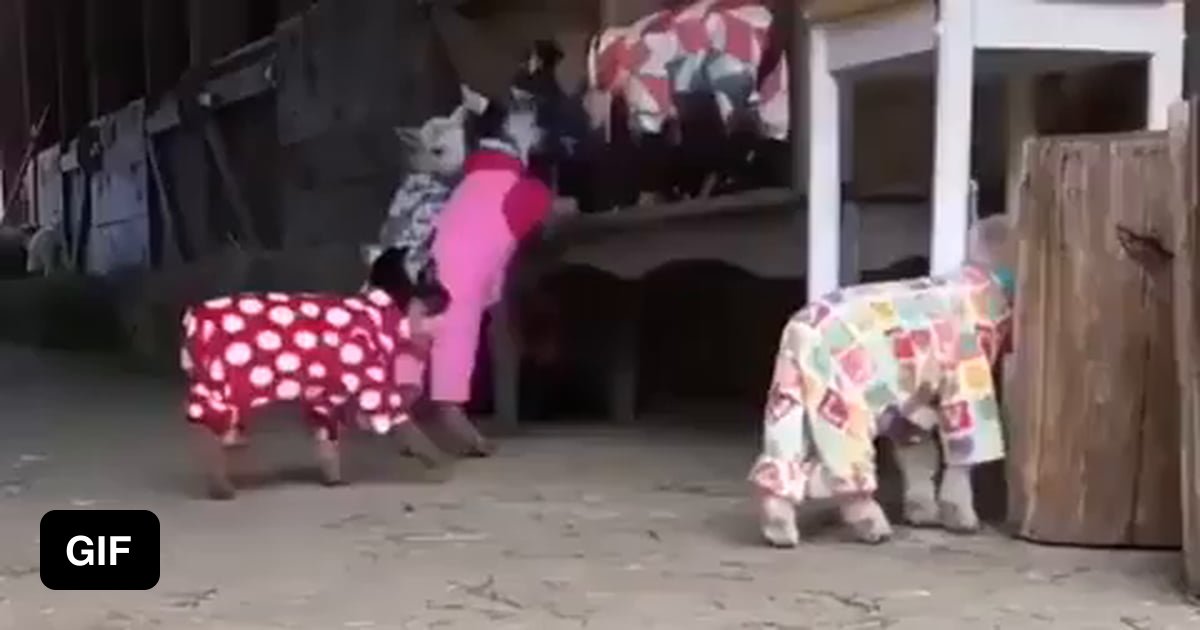 Baby goats for your timeline.. - 9GAG