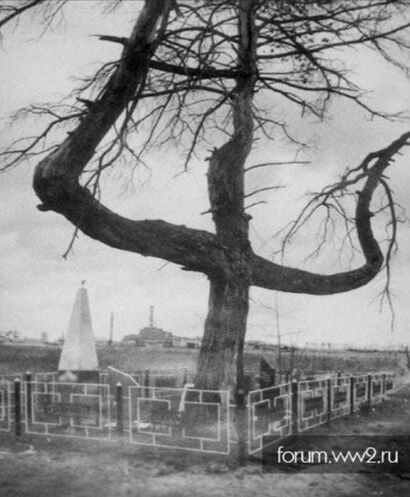 The Tree of Death: during WWII the Germans used this tree to hang ...