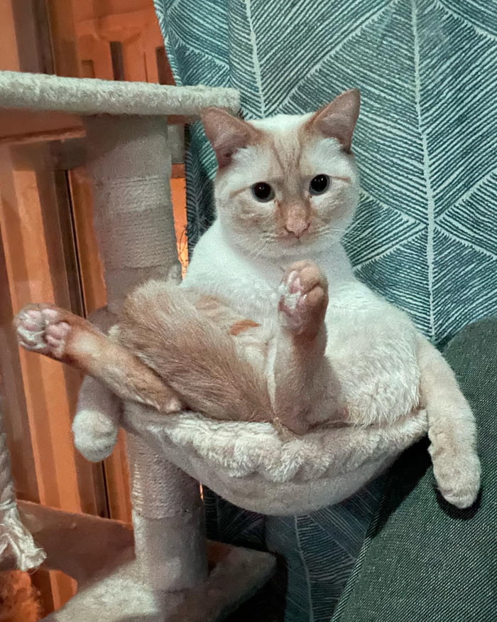 Pizza just being a derp again - 9GAG