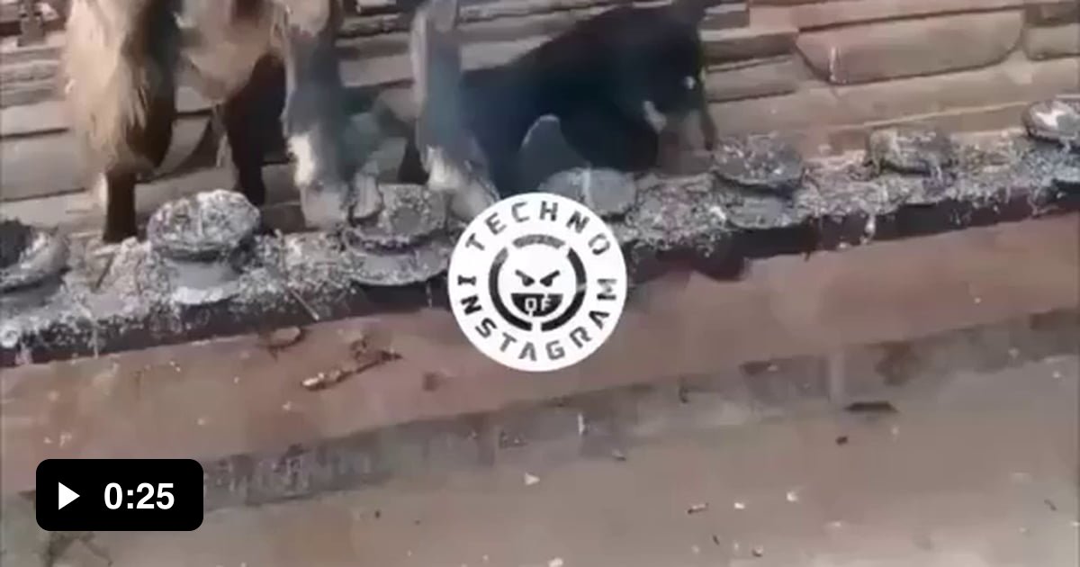 Jab tum bakra eid wale din Bach jao - 9GAG