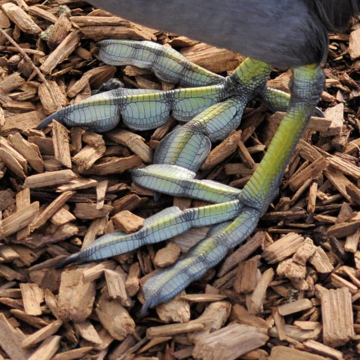 Coot (bird) feet - 9GAG