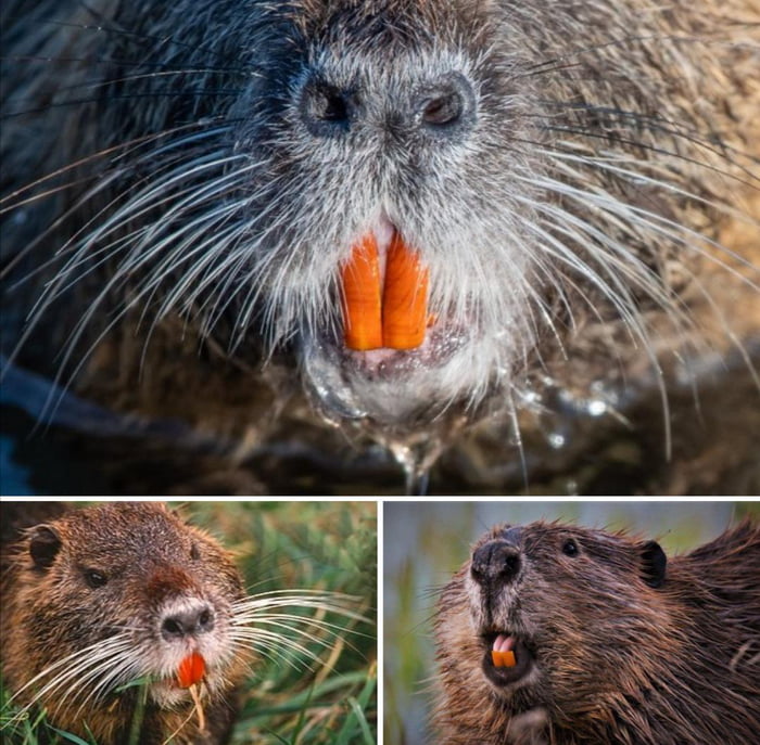 Beaver’s teeth are orange in color as the teeth contain Iron-rich outer ...