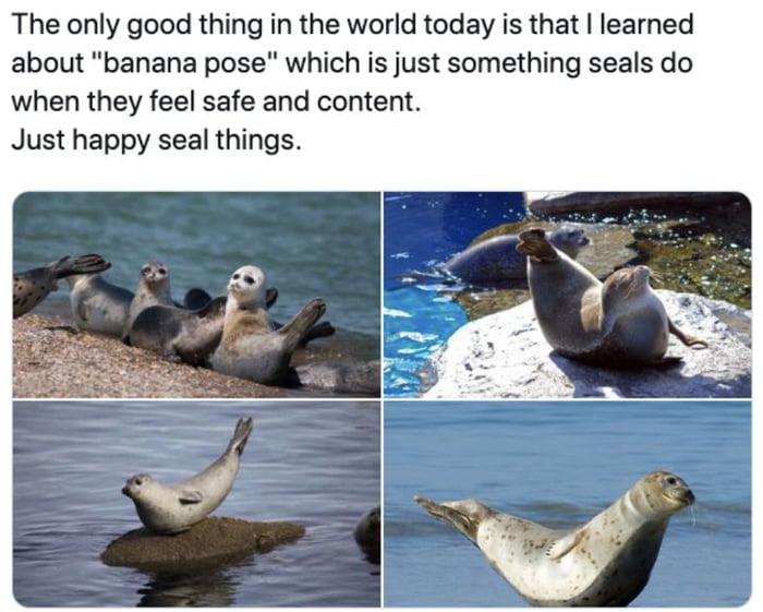 Sea doggo is happy - 9GAG