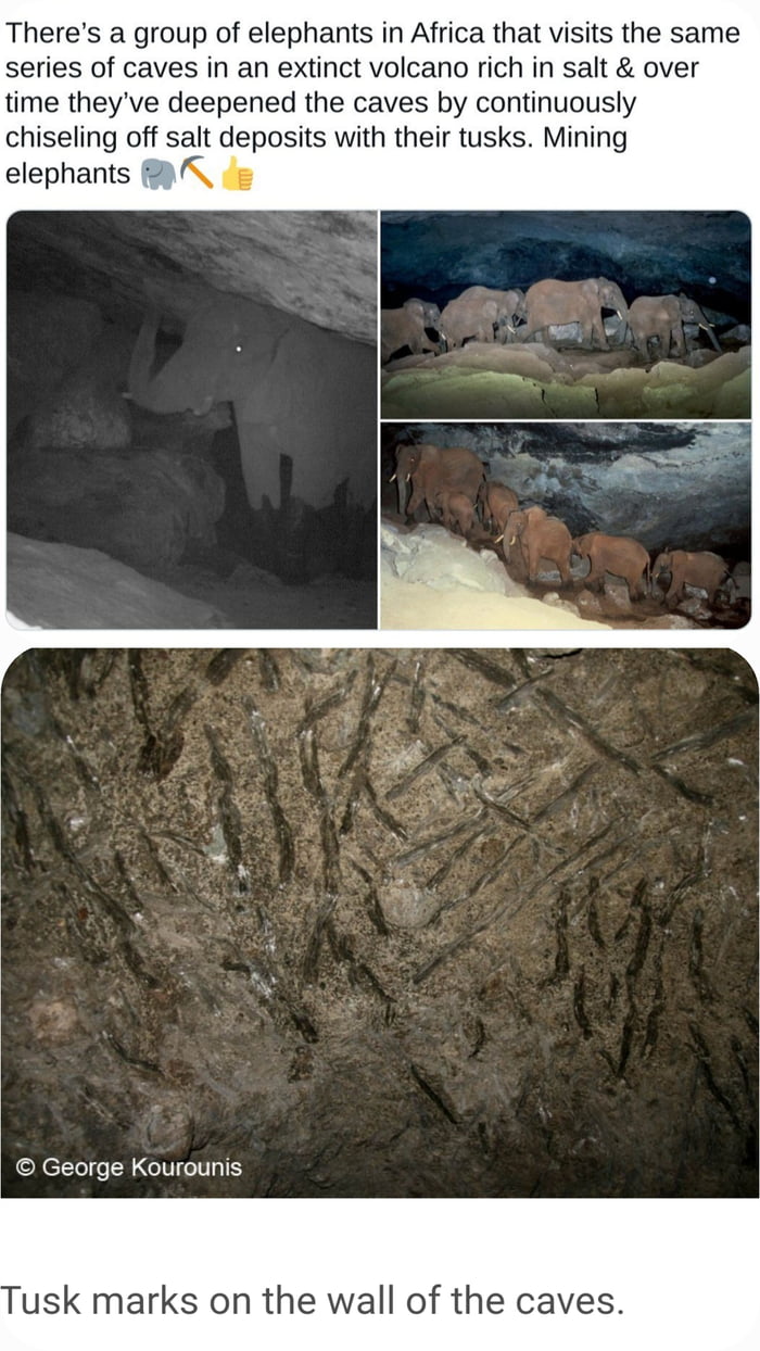 The Salt Mining Elephants of Mount Elgon, Kenya. - 9GAG