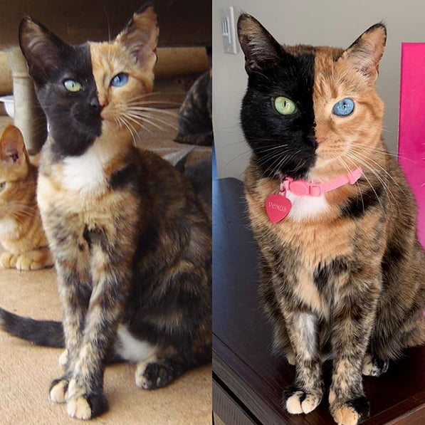 10 years challenge: Venus the two face cat - 9GAG