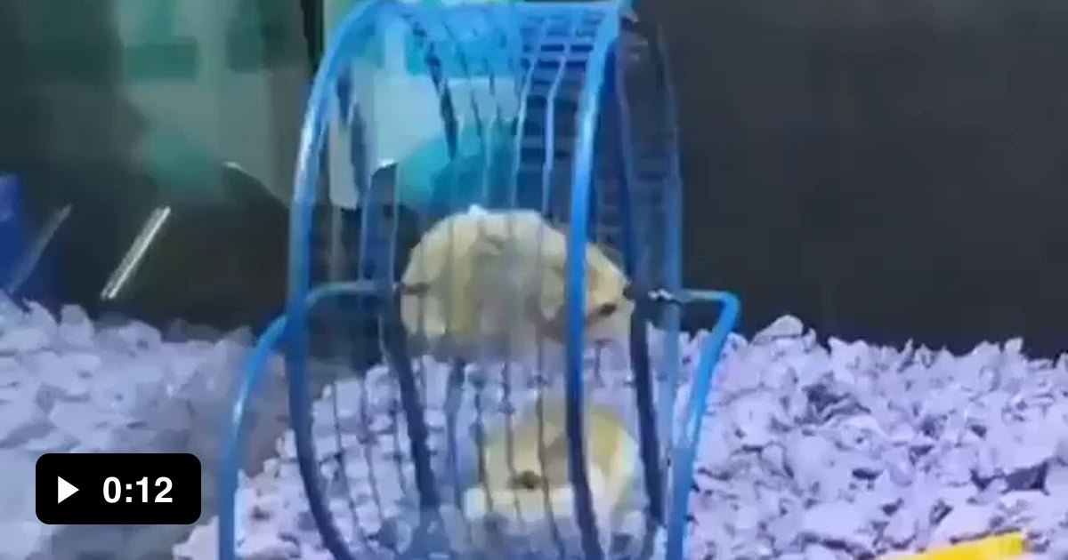 Perfect loop fun time - 9GAG