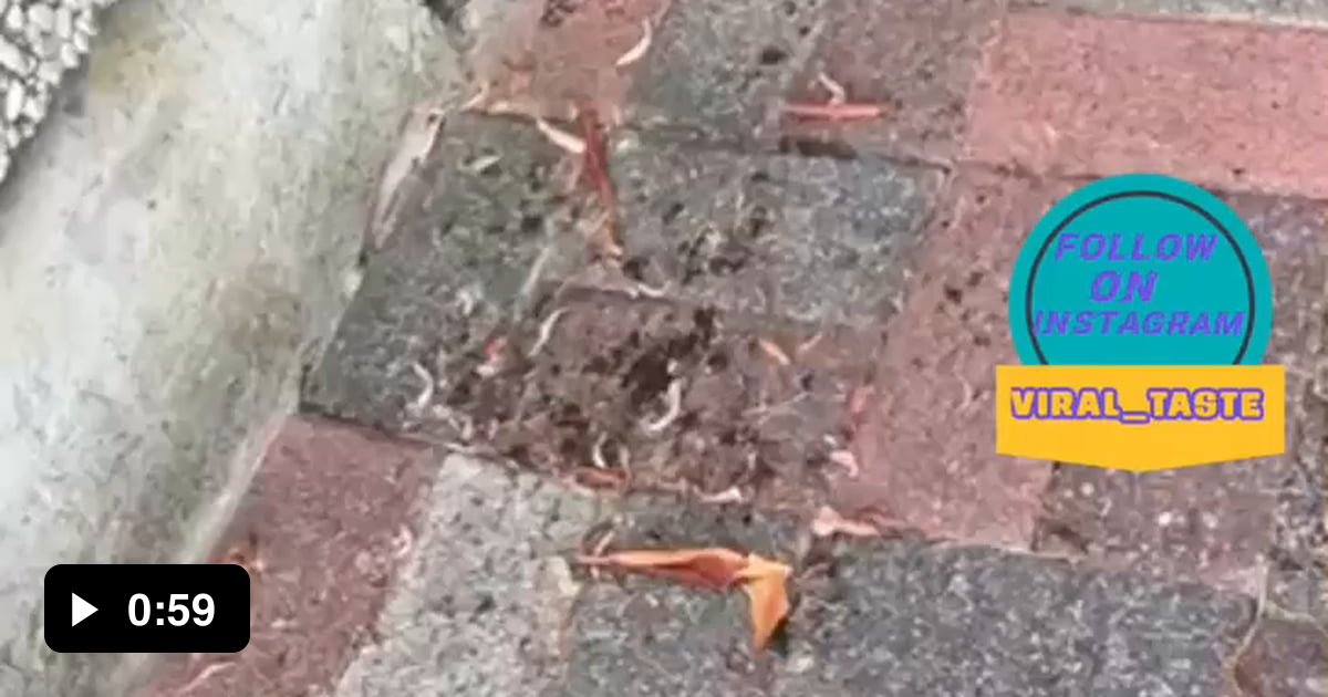 A shrew -choo train - 9GAG