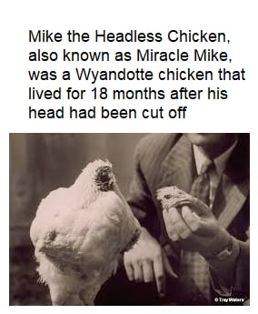 Mike the Headless Chicken - 9GAG