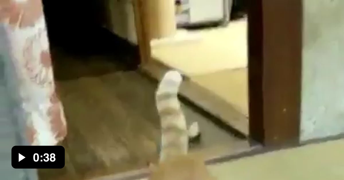 Hey Bro, throw the Ball! - 9GAG