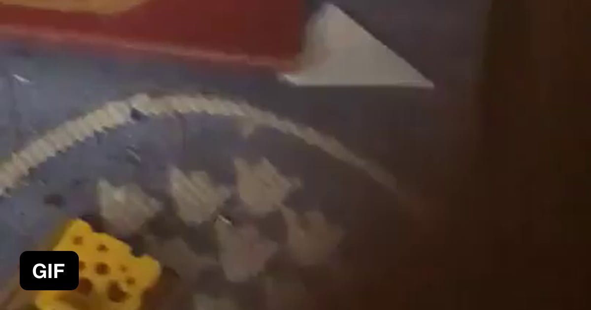 What could go wrong Playing with a mouse trap - 9GAG