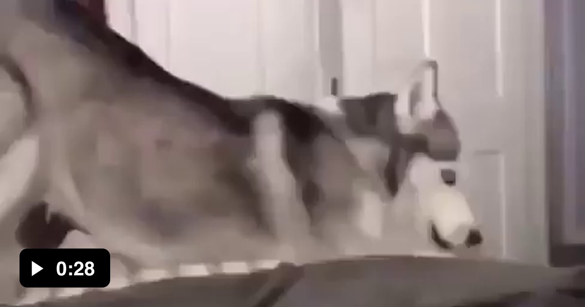 A husky scream Extended - 9GAG