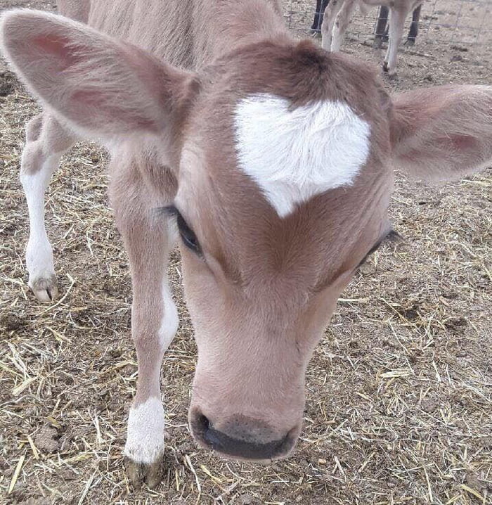 Baby calf with a heart on its head - 9GAG