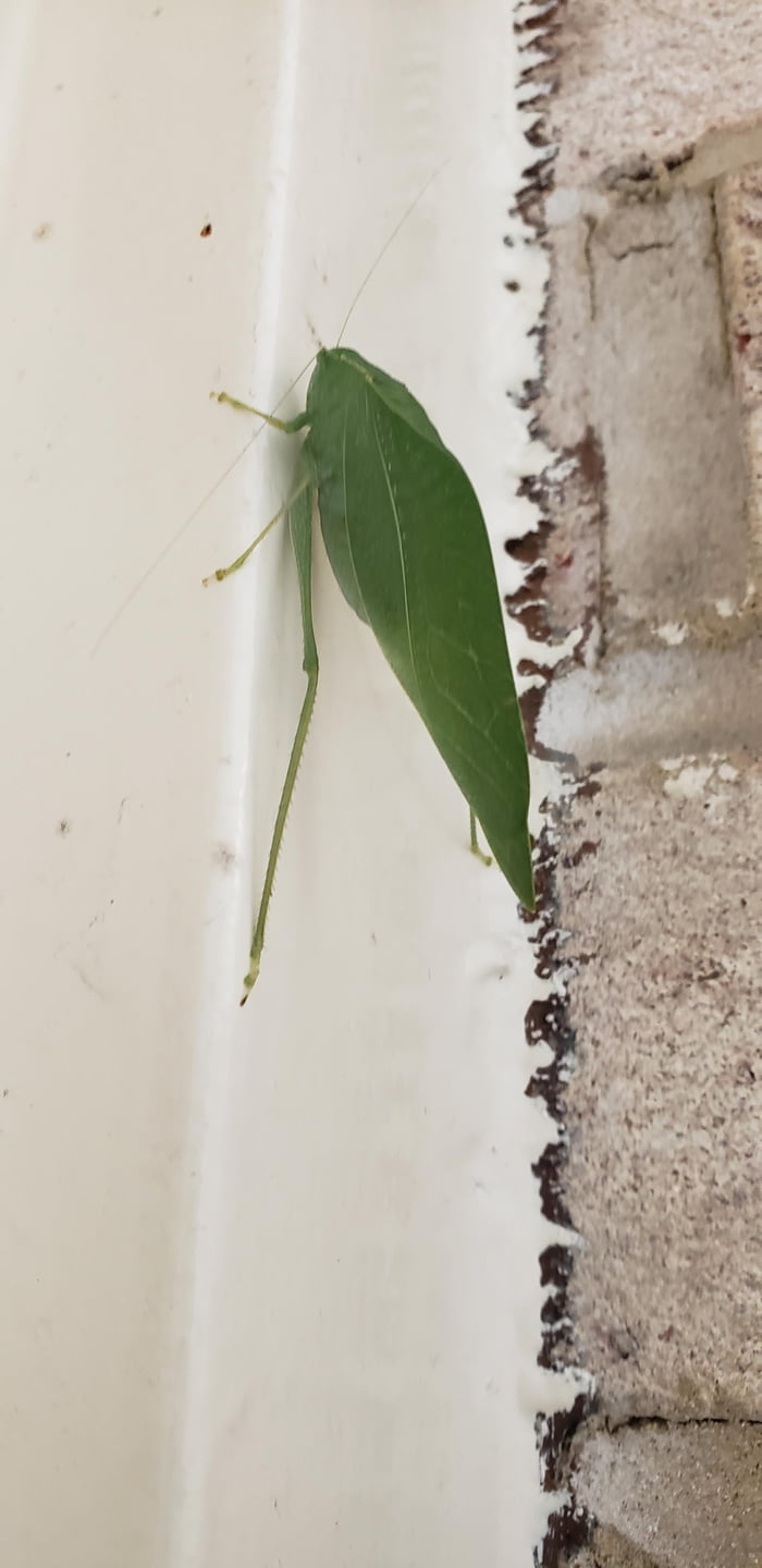 Saw this leaf looking bug not exactly trying to camouflage. - 9GAG