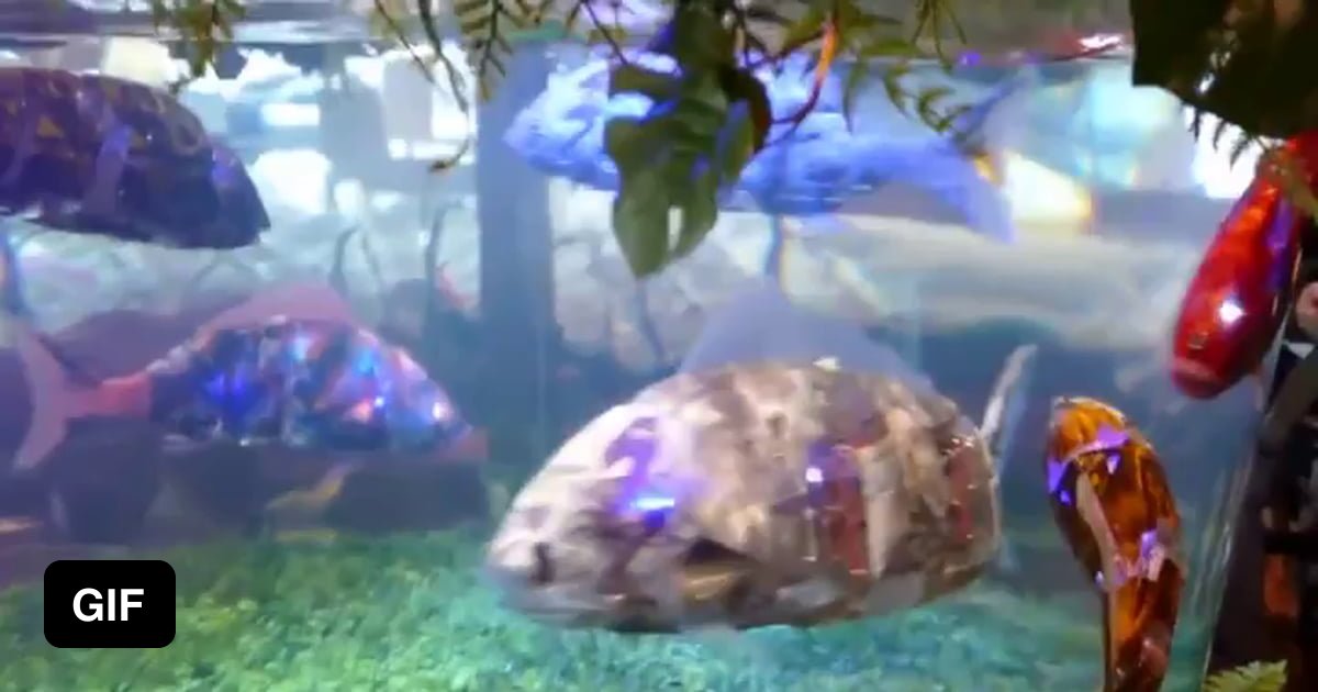 These are not real fish. - 9GAG
