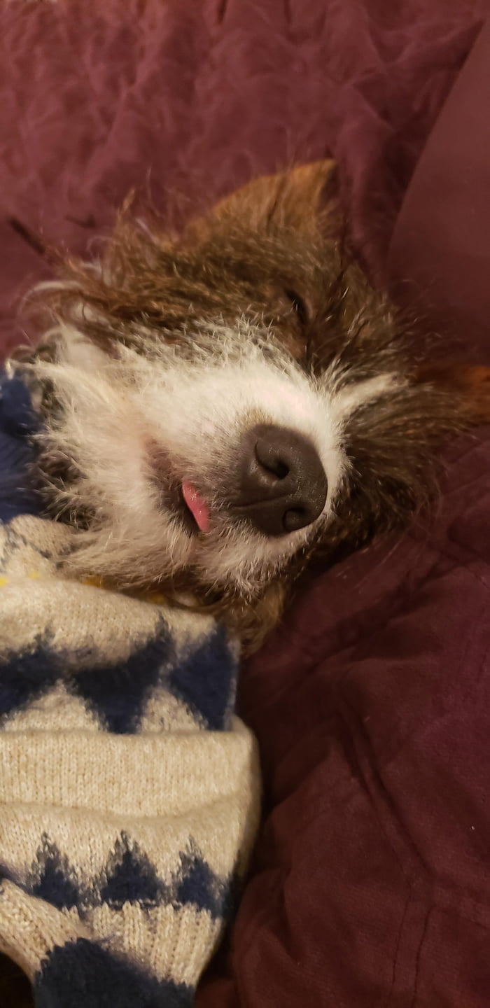 Derp dog Kevin - 9GAG