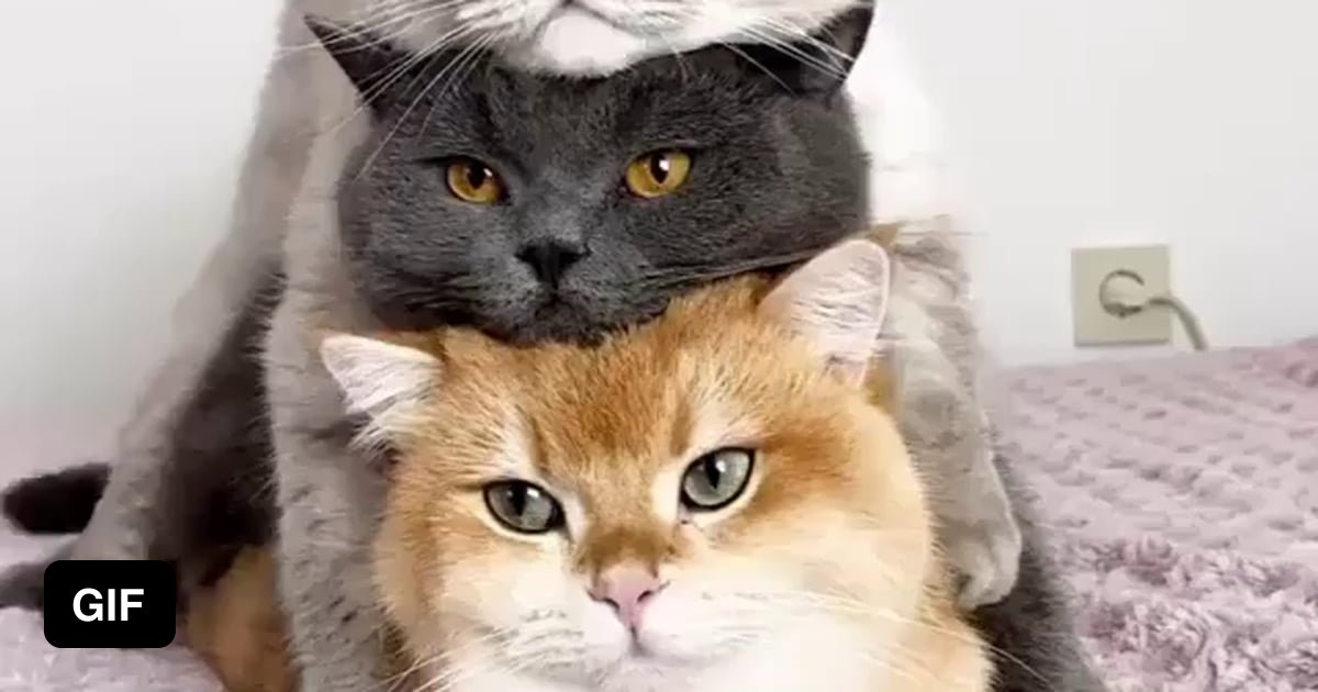 Cuddle stacking kitty’s - 9GAG