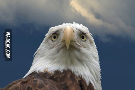 Sad eagle - 9GAG