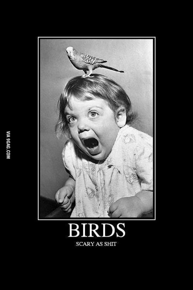 Birds - scary as shit - 9GAG