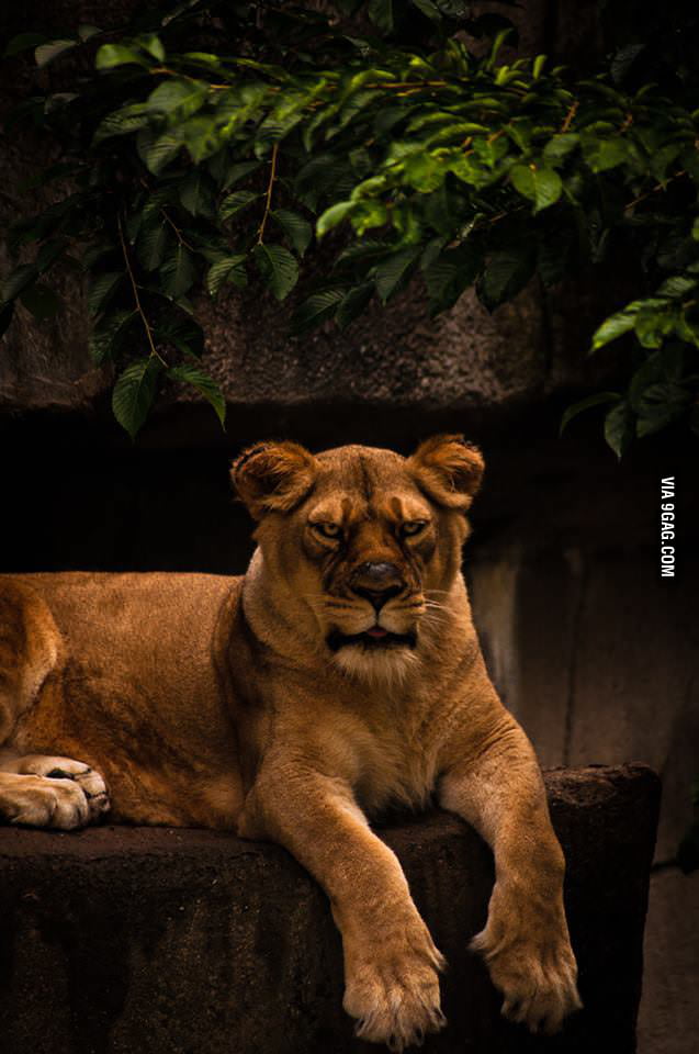 Grumpy cat's master. - 9GAG