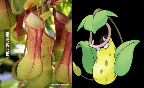 Pokemon in real life: Nepenthes-Victreebel - 9GAG