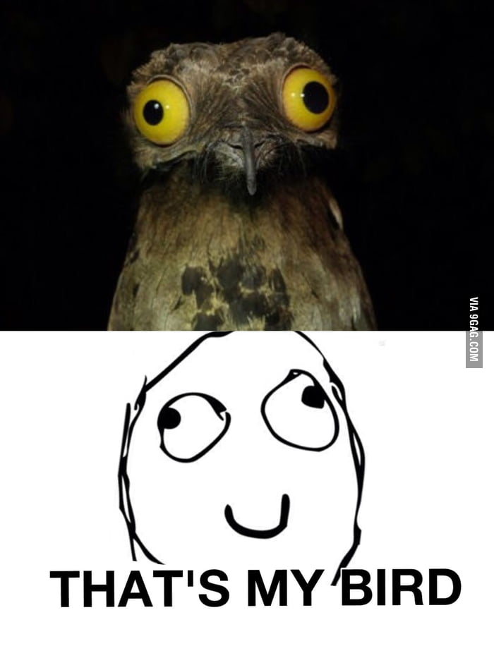 Derp in birds' world - 9GAG