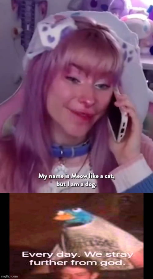 My name is meow like a cat, but i am a dog... - 9GAG