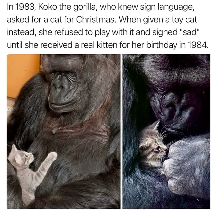 Koko the gorilla and her beloved kitten All Ball - 9GAG