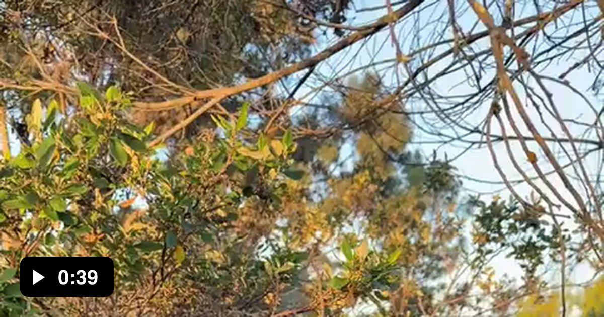 Masters of disguise in the trees - 9GAG