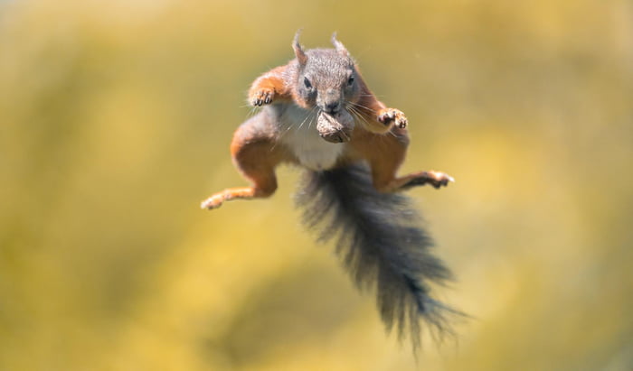 Leaping Red Squirrel - 9GAG