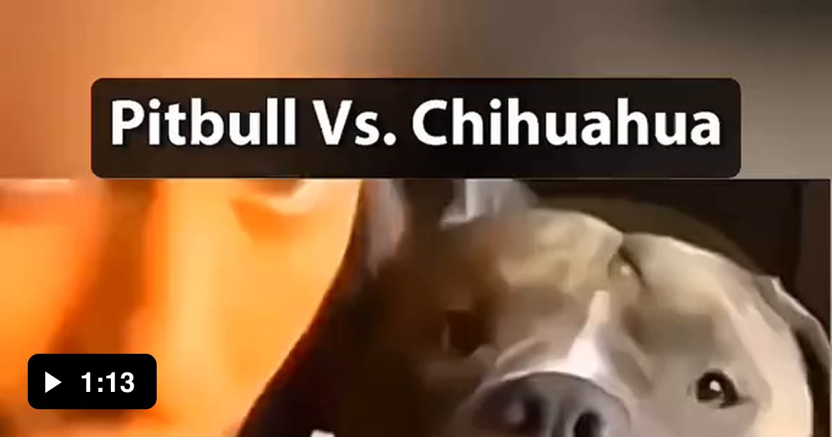 Chihuahua VS Pitbull - 9GAG