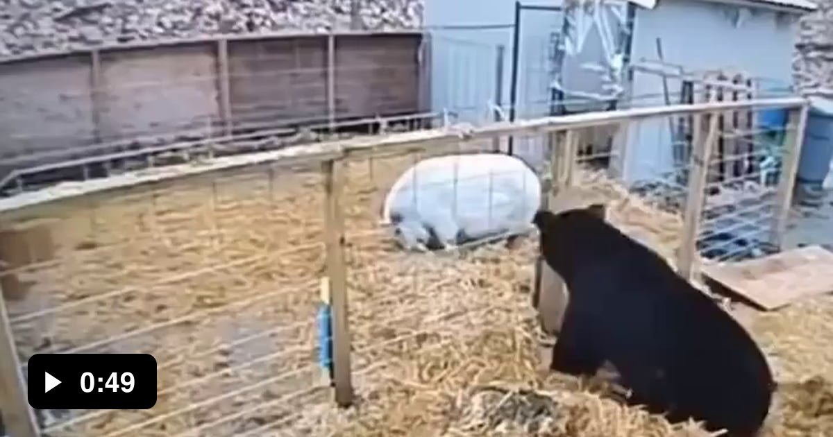 Bear attempts to eat pigs, little did the bear know, these pigs don’t mess around - 9GAG