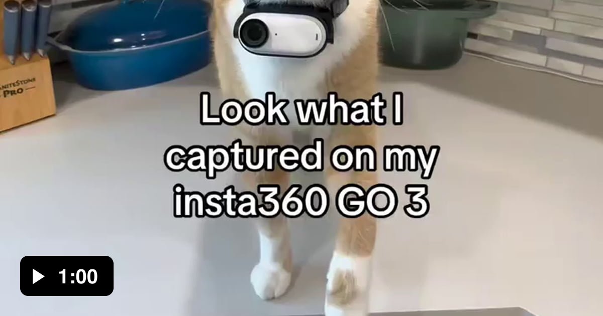 Camera cat: mr.kitters.the.cat - 9GAG