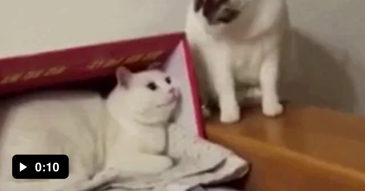 Right in the floof - 9GAG