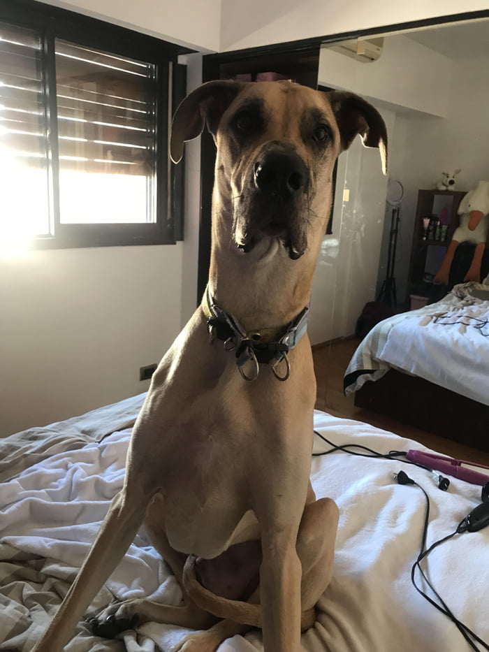 Overgrown lapdog pupper - 9GAG